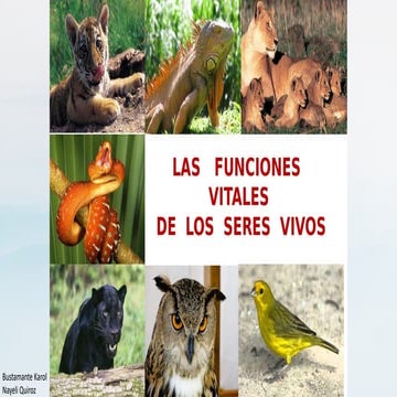Funciones-vitales-de-los-seres-vivos diapositiva.pptx