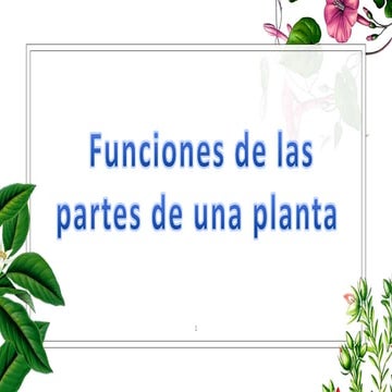 Funciones de las partes de una planta | PPTX