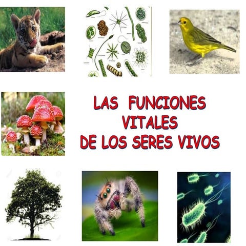 Funciones de los seres vivos. | PPTX