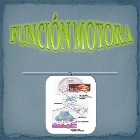 Funcion motora | PPT