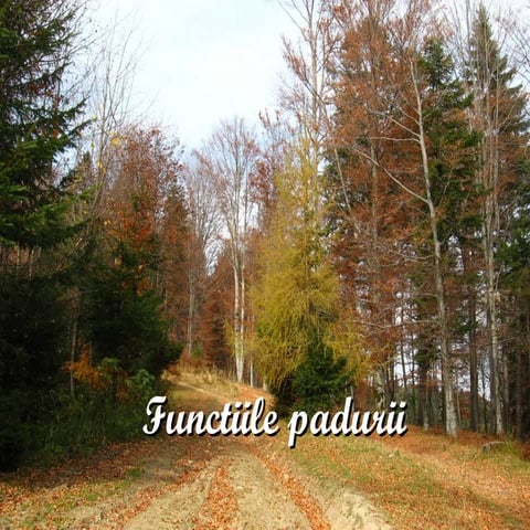 Functiile padurii | PPT