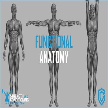 Human . body . FUNCTIONAL . ANATOMY.pdf