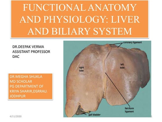 The Anatomy Of The Liver & The biliary system | PPT