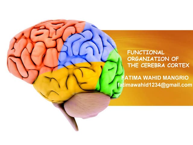 Functional Organization Of The Cerebral Cortex I Sensory And Motor Cortex
