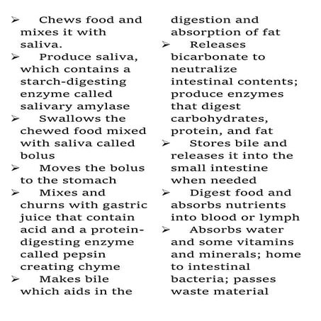 Function of digestive system.docx