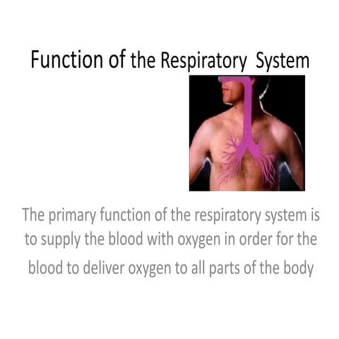 Function of the respiratory system | PPTX