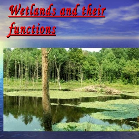 Functions of Wetlands by Jacob | PPT