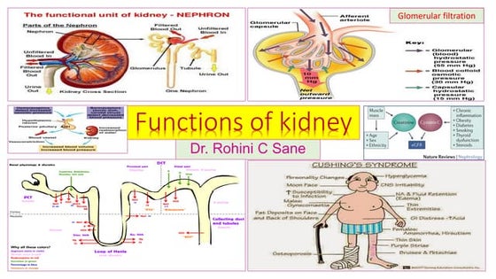 Structure and functions of liver | PPT