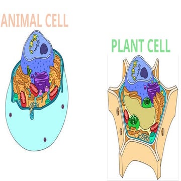 Parts and Functions of Animal and plant cells - Science 7 | PPT