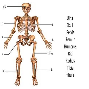 FUNCTIONS OF SKELETAL SYSTEM grade 4pptx | PPTX