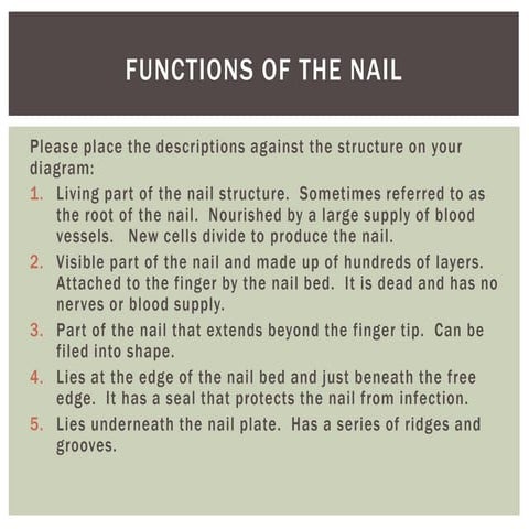 Functions of the nail | PPTX