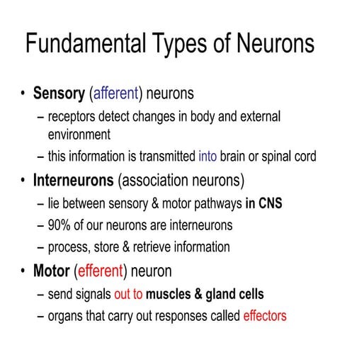 Fundamental Types of Neurons.ppt