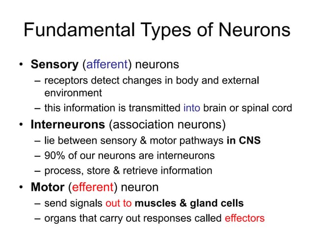 Nerve physiology | PPTX