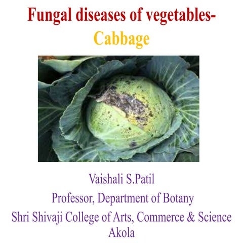 Fungal diseases of vegetables-Cabbage | PPTX