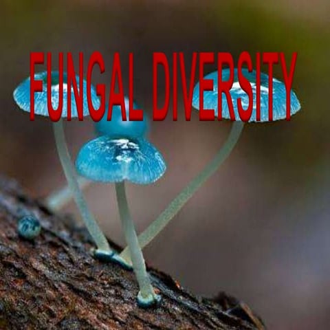 Fungal diversity.pptx