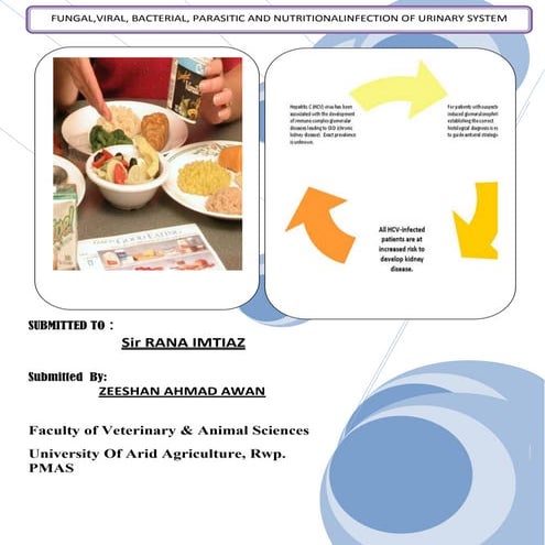 Fungal,viral, bacterial, parasitic and nutritionalinfection of urinary ...
