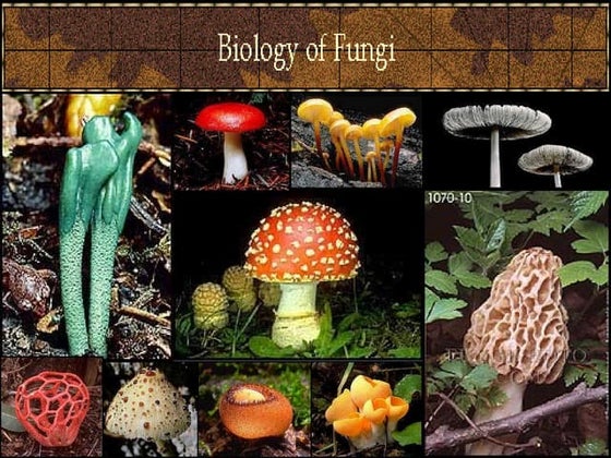 Classification of fungi | PPTX | Infertility | Reproductive Health