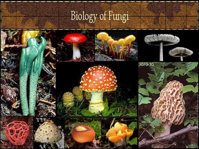 Classification of fungi | PPTX