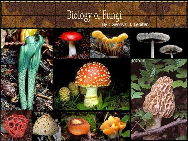 Classification of fungi | PPTX