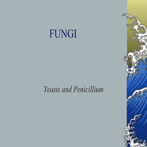Fungi | PPT | Biological Sciences | Science