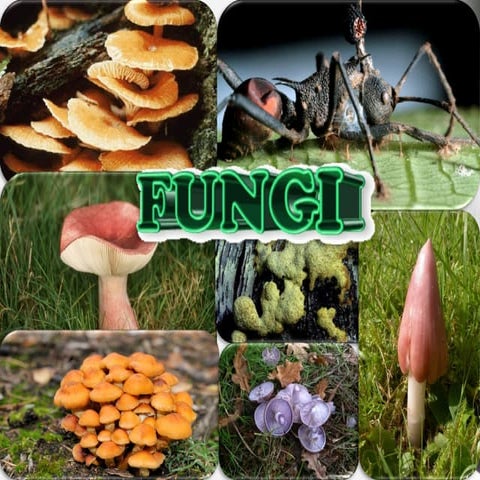 Fungi | PPT