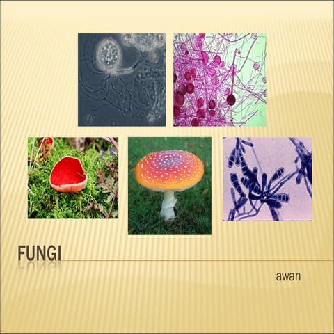 Grade 10 - Fungi | PPT
