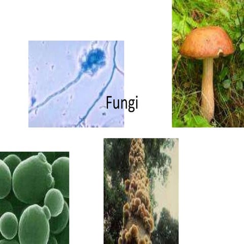 materi fungi untuk kelas 10 sma semester 1 | PPTX