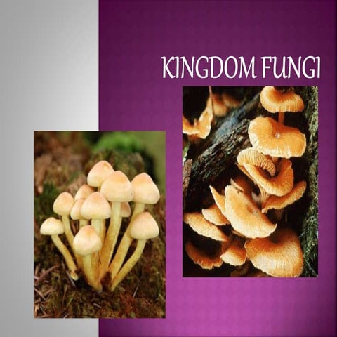 kingdom fungi | PPTX