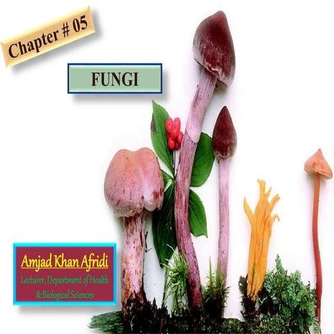 Fungi | PPT