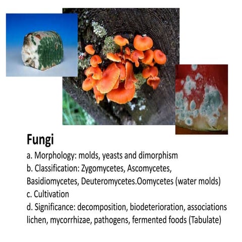 Morphology, Classification, Cultivation and Reproduction of Fungi | PDF