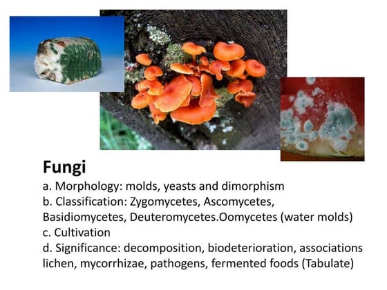 Nutrition in fungi | PPTX | Biological Sciences | Science
