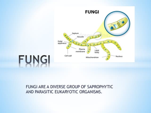 Classification of fungi | PPTX