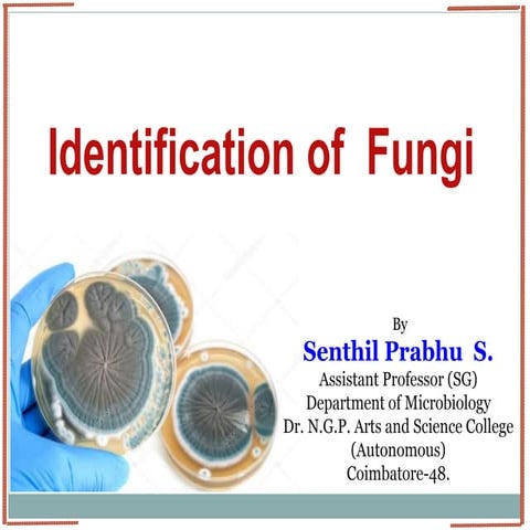 Identification of Fungi | PPTX