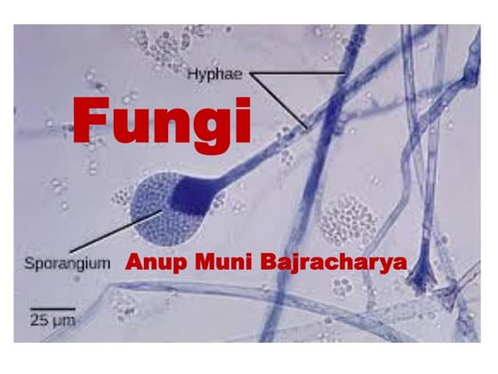 Fungi | PPT