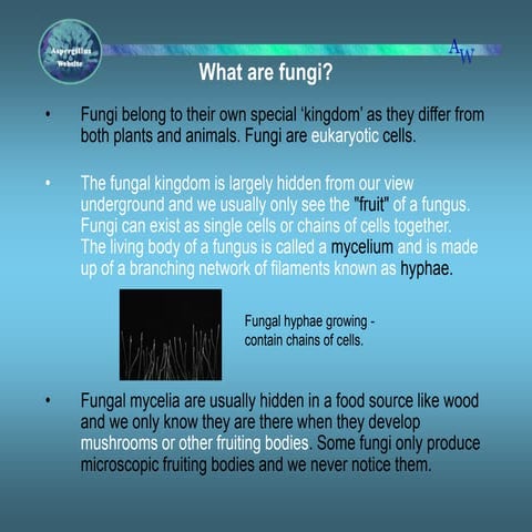 Fungi Introduction.ppt
