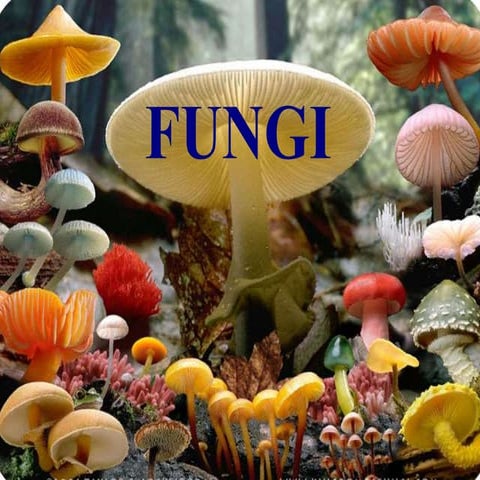 Fungi (forest) | PPTX