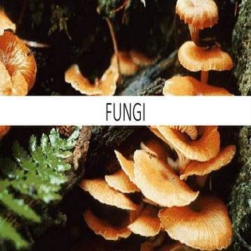 Fungi reproduction for college presentation | PPTX