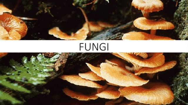 Sexual Reproduction In Fungi Pptx