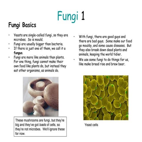 Fungi summary | PPT