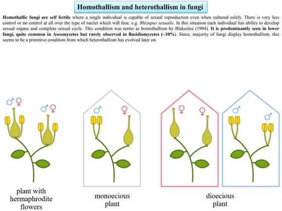 HETEROKARYOSIS IN FUNGI- GENETICALLY DIFFERENT NUCLEI | PPTX ...