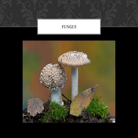Fungus | PPT