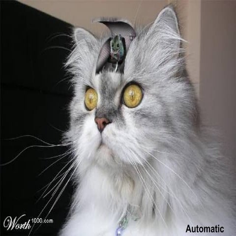 Funny Cats | PPT