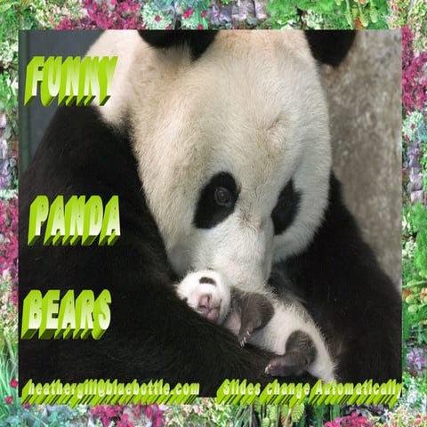 Funny Panda Bears | PPT