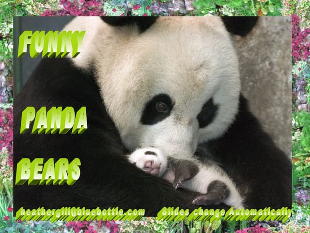 Funny Pictures Of Panda Bears
