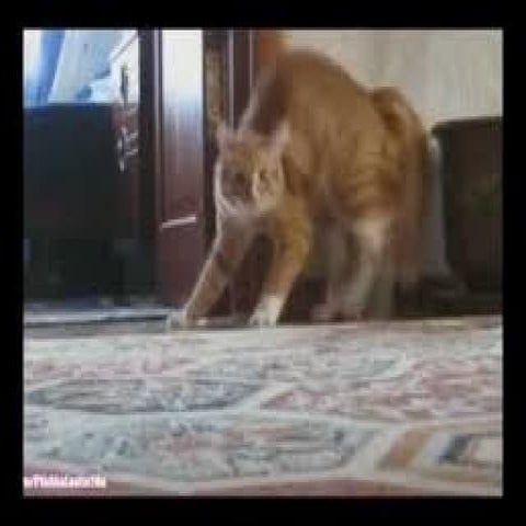 Funny cat and kitten videos | PPT
