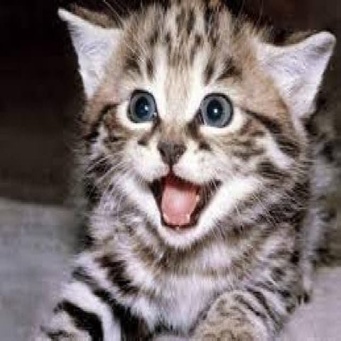 Funny cat videos 1 | PPT