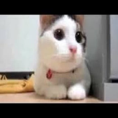 Funny cat videos 2014 | PPT