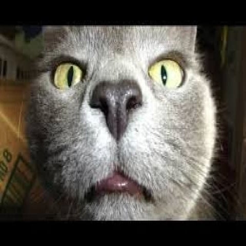 Funny cat videos for kids | PPT