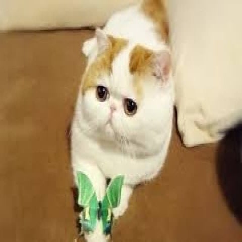 Funny cat videos talking | PPT