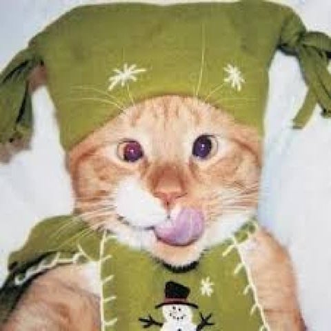 Funny and cute cat videos | PPT